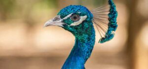 15 Animales de Color Azul | Bonitos y Sorprendentes