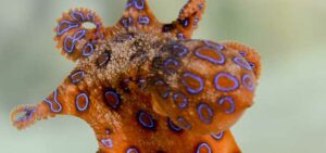 15 Animales de Color Azul | Bonitos y Sorprendentes