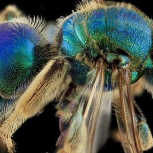 10 Bellos Animales Azules que te asombrarán | [Con Imágenes] - Supercurioso