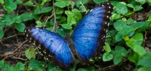 15 Animales de Color Azul | Bonitos y Sorprendentes