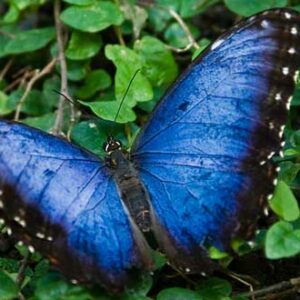 10 Bellos Animales Azules que te asombrarán | [Con Imágenes] - Supercurioso