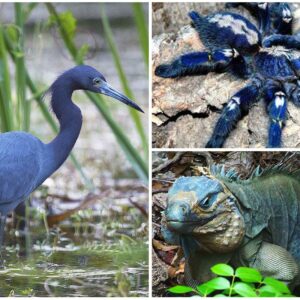 10 Bellos Animales Azules que te asombrarán | [Con Imágenes] - Supercurioso