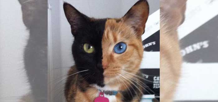 Quimeras Animales | ¿Conoces a estas criaturas curiosas?