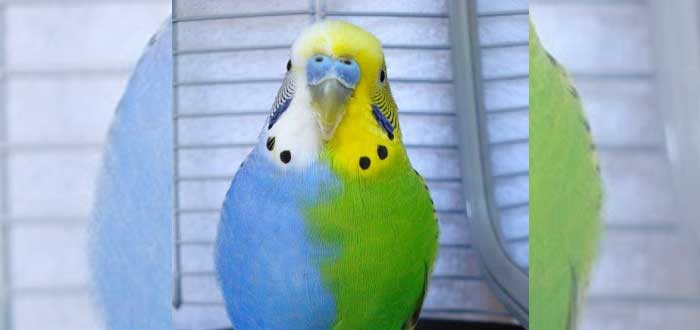 Quimeras Animales | ¿Conoces a estas criaturas curiosas?