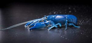 15 Animales de Color Azul | Bonitos y Sorprendentes