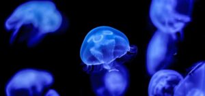 15 Animales de Color Azul | Bonitos y Sorprendentes