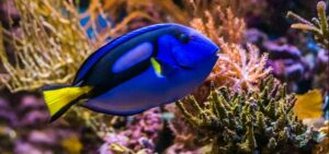15 Animales de Color Azul | Bonitos y Sorprendentes