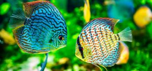 Los 20 peces más raros del mundo | Extraños y curiosos