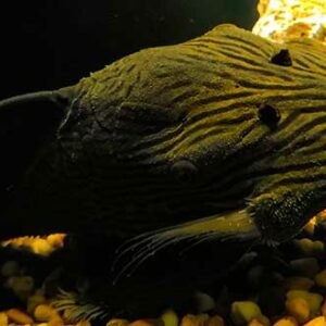 Peces raros 16 - Supercurioso