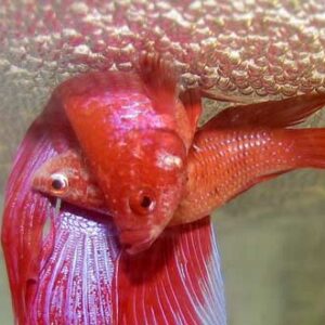 20 Peces Raros del Mundo | Especies que te asombrarán - Supercurioso