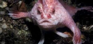 Los 20 peces más raros del mundo | Extraños y curiosos