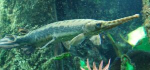 Los 20 peces más raros del mundo | Extraños y curiosos