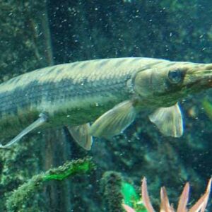 20 Peces Raros del Mundo | Especies que te asombrarán - Supercurioso