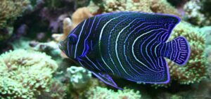 Los 20 peces más raros del mundo | Extraños y curiosos