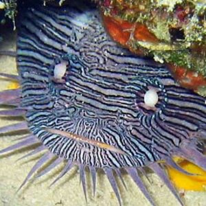 20 Peces Raros del Mundo | Especies que te asombrarán - Supercurioso