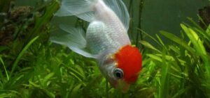 Los 20 peces más raros del mundo | Extraños y curiosos