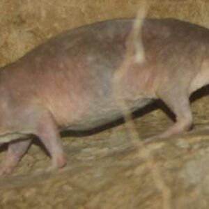 Rata Topo | Curiosidades sobre el animal que no envejece - Supercurioso