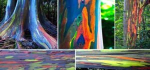 Árboles Raros | Los Árboles más raros del Mundo. ¡Descúbrelos!