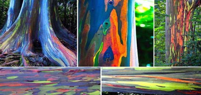 Árboles Raros | Los Árboles más raros del Mundo. ¡Descúbrelos!