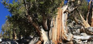 Árboles Raros | Los Árboles más raros del Mundo. ¡Descúbrelos!