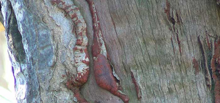 Árboles Raros | Los Árboles más raros del Mundo. ¡Descúbrelos!