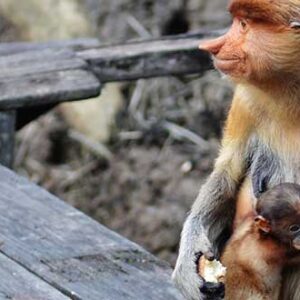 mono-narigon - Supercurioso