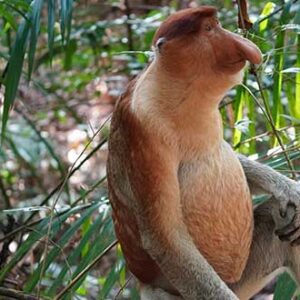 mono-narigon - Supercurioso