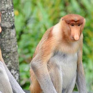 mono-narigon-peligro-de-extincion - Supercurioso