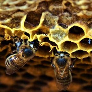 20 Curiosidades De Las Abejas Súper Interesantes Te Sorprenderán