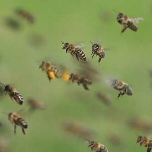 20 Curiosidades De Las Abejas Súper Interesantes Te Sorprenderán