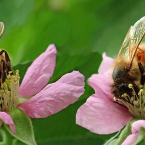 20 Curiosidades De Las Abejas Súper Interesantes Te Sorprenderán