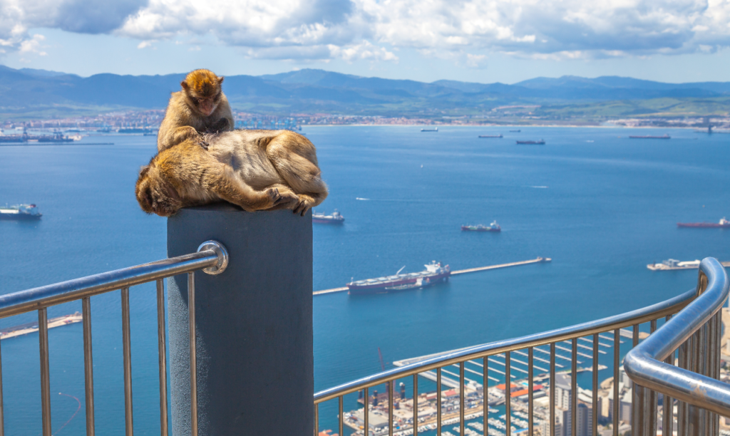 ¿Por qué hay monos en Gibraltar? - Supercurioso.com