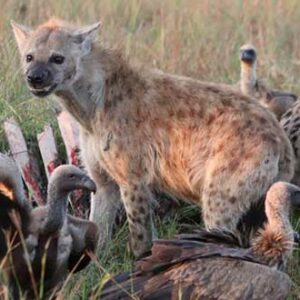 Animales Carroñeros | Cuáles son y características - Supercurioso