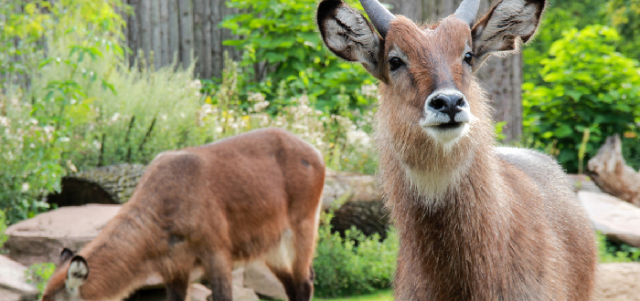 10 Animales de Japón | Endémicos del país del sol naciente