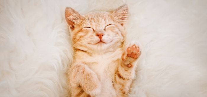 ¿Por qué los gatos ronronean? | ¡Te sorprenderás!