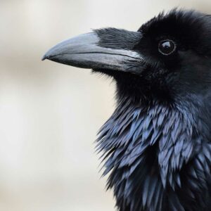 la-inteligencia-de-los-cuervos-su-interaccion-social - Supercurioso