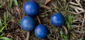 Alimentos Azules | ¿Por qué existe poca comida de este color?