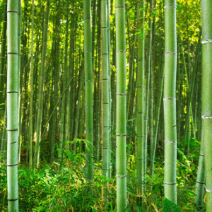 reflexiones-del-cuento-del-bambu-japones - Supercurioso