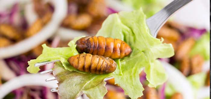 comer-insectos - Supercurioso