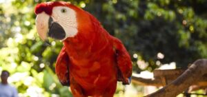 8 animales de color rojo que debes conocer | Las especies más originales