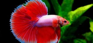 8 animales de color rojo que debes conocer | Las especies más originales