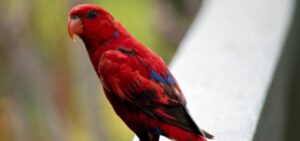 8 animales de color rojo que debes conocer | Las especies más originales