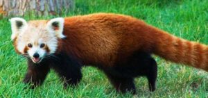 8 animales de color rojo que debes conocer | Las especies más originales