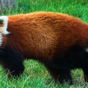 animales de color rojo - Supercurioso