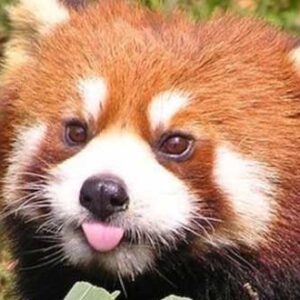 mapache-rojo - Supercurioso