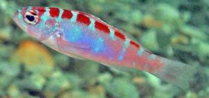 Serranus Tortugarum | El pez que cambia de sexo 20 veces al día