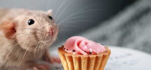 Qué es la Musofobia | El miedo irracional a los ratones y ratas